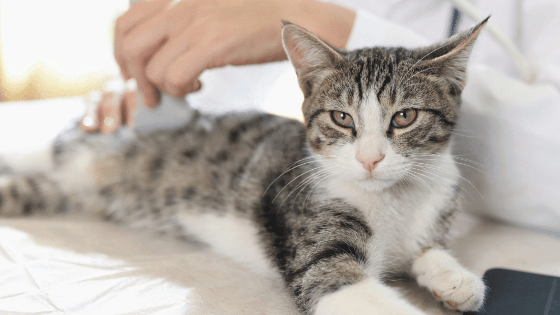 Pet Radiology In Midland, GA 31820 | Midland Animal Hospital