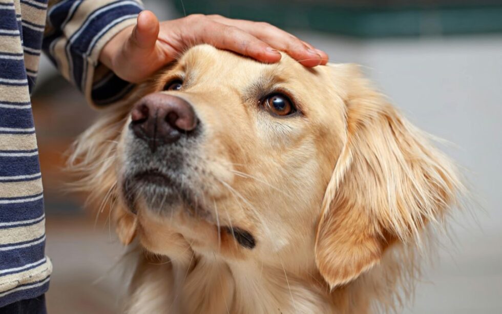 What Are Symptoms Of Poisoning In My Pet? | Midland Animal Hospital